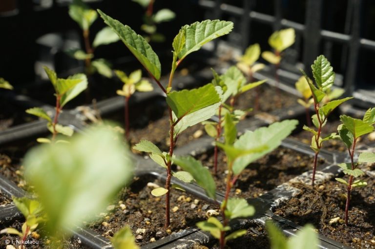 Relocation from the Agricultural University of Athens and establishment ...